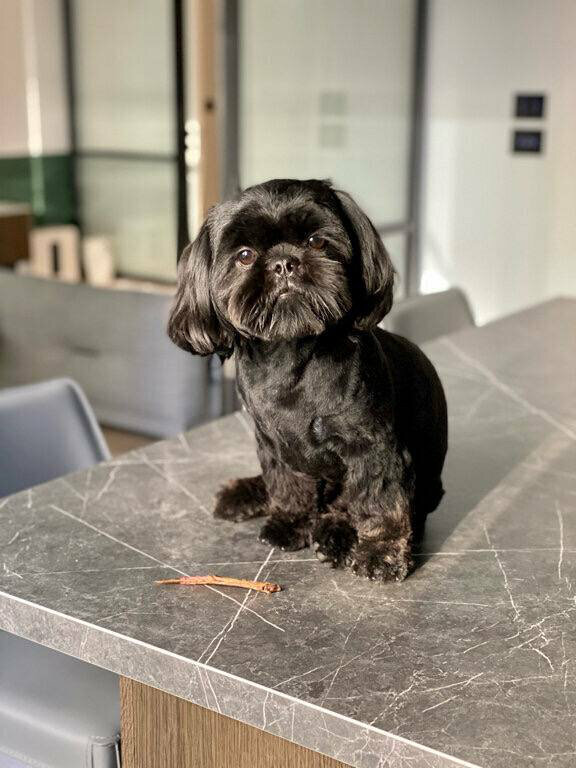 Evcil hayvan kuaförleri PetsBar Labo de Beauty, Moskova, foto