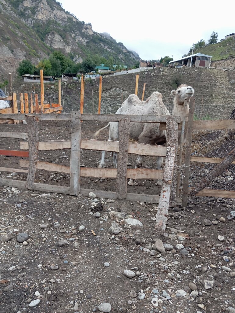 Kafe Кафе, Kabardino‑Balkarya, foto