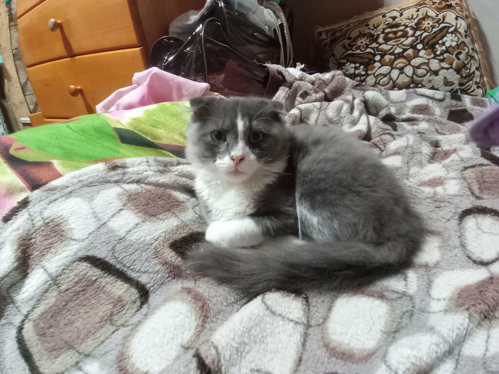 Veteriner klinikleri Buvo Pavlovskaya RaySBBZh, Pavlovsk, foto