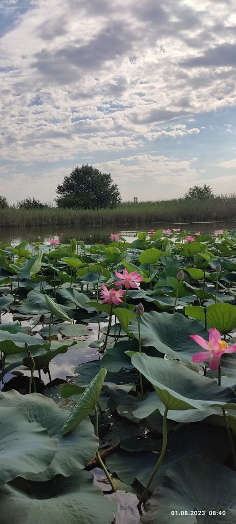 Doğa koruma alanı Государственный Природный Заповедник Федерального значения Приазовский, Krasnodarski krayı, foto