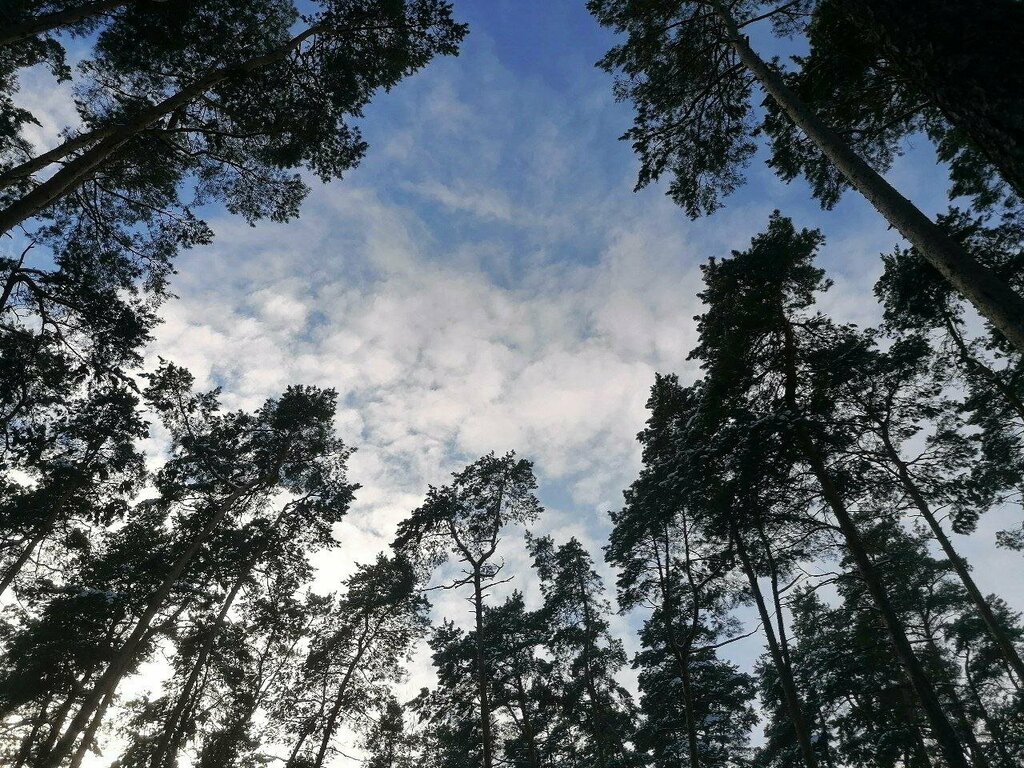 Orman урочище Титовский Бор, Shebekino, foto