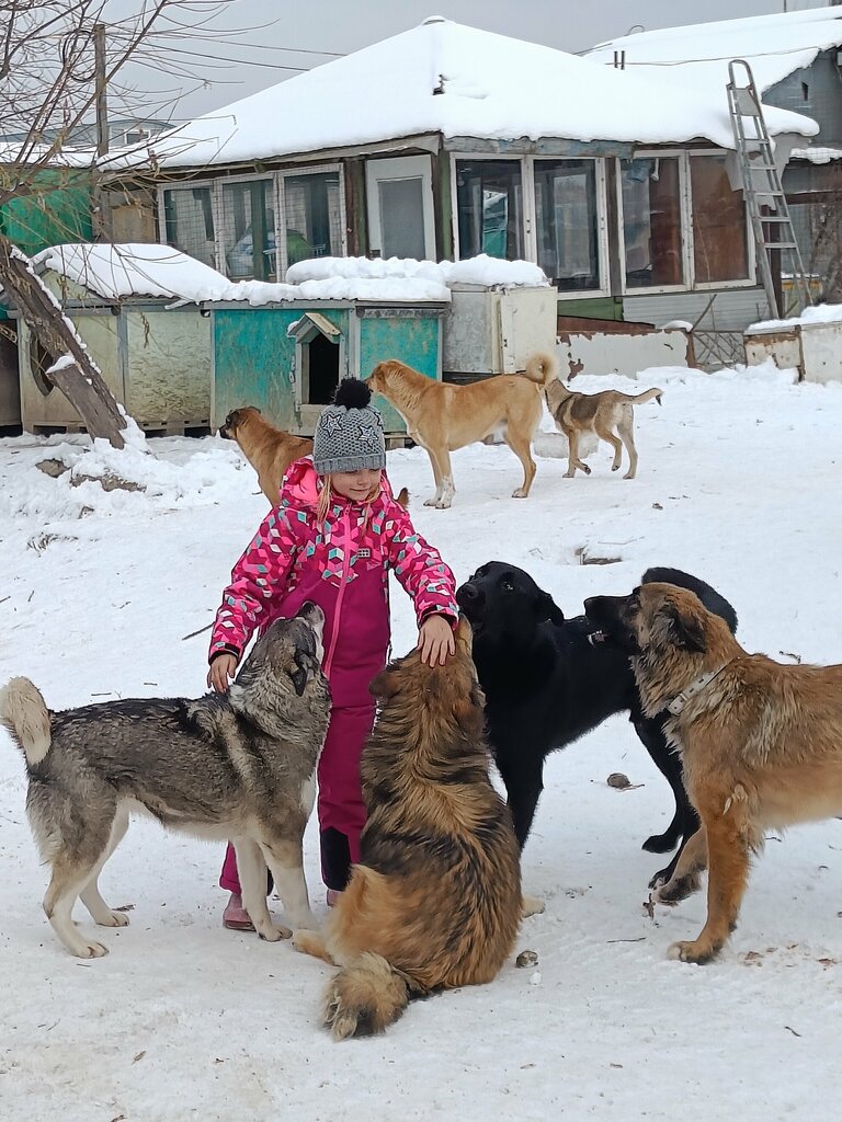 Hayvan barınakları, kulüpleri ve otelleri Пёс и Кот, Sakhalinsk, foto