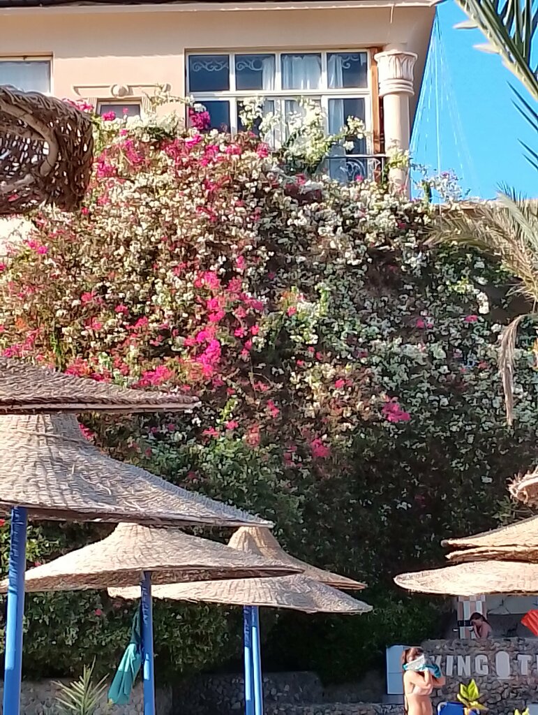 Turistik yerler коралловый риф, Hurgada, foto