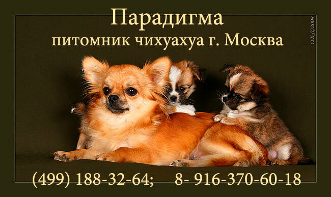 Evcil hayvan yetiştiricileri Kennel chihuahua Paradigma, Moskova, foto