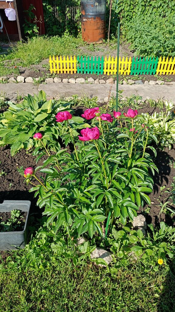 Bahçecilik dernekleri ve kuruluşları Отдых, Novosibirskaya oblastı, foto