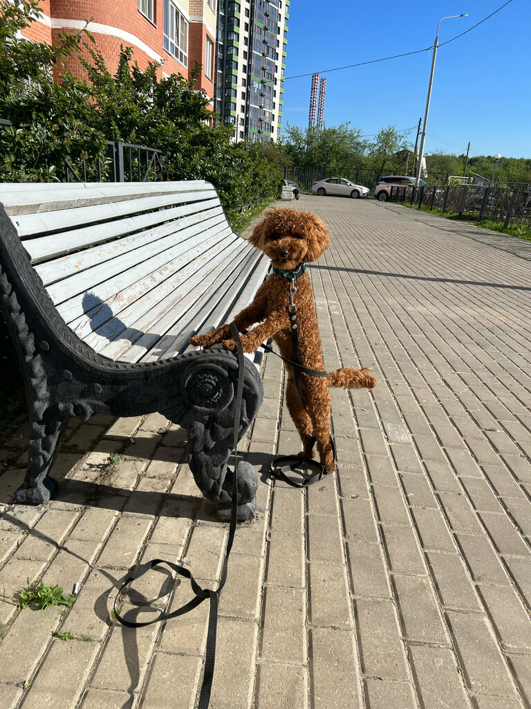 Köpek gezdirme alanları Школа для собак Ученый Пёс, Koroliov, foto