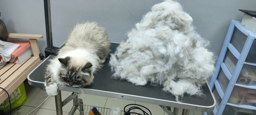 Evcil hayvan kuaförleri Elegant Tail, Tver, foto