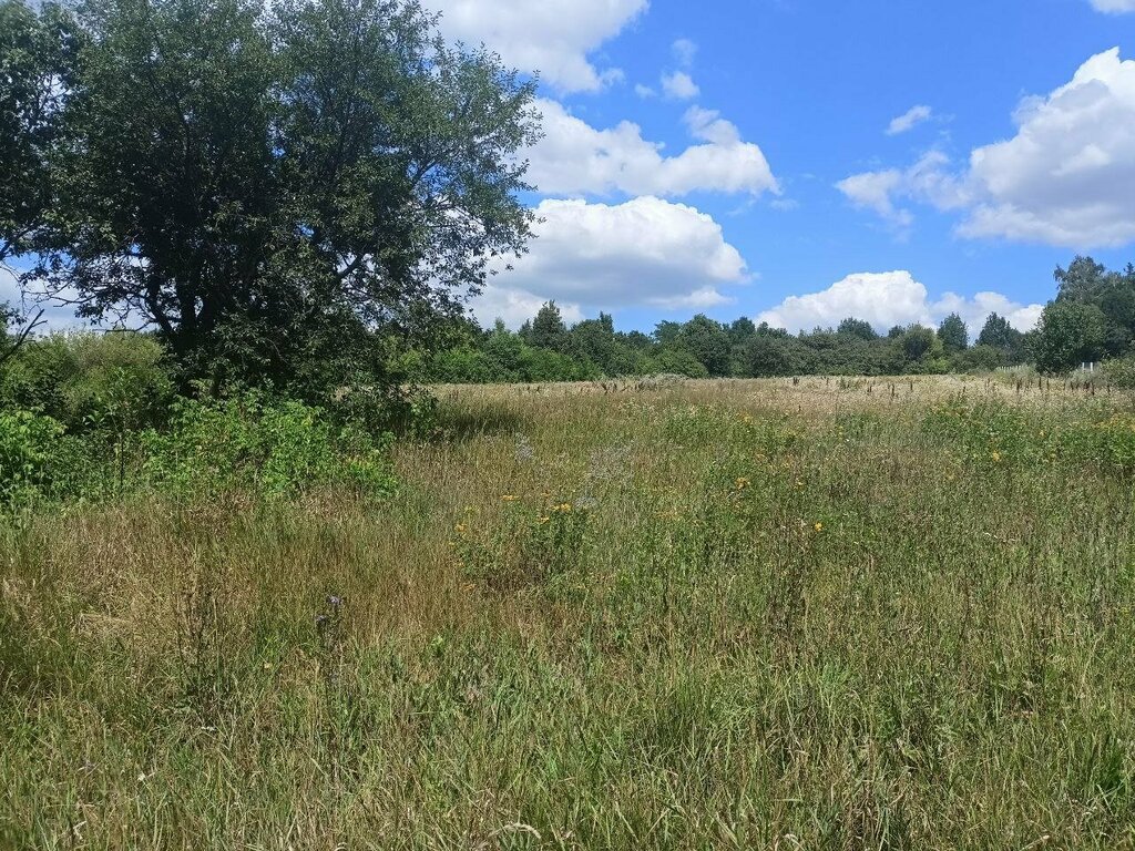 Orman урочище Гремячее, Belgorodskaya oblastı, foto