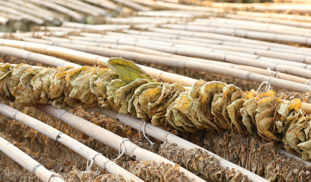 Tütün mamülleri üreticileri Sunel Tobacco Company, İzmir, foto