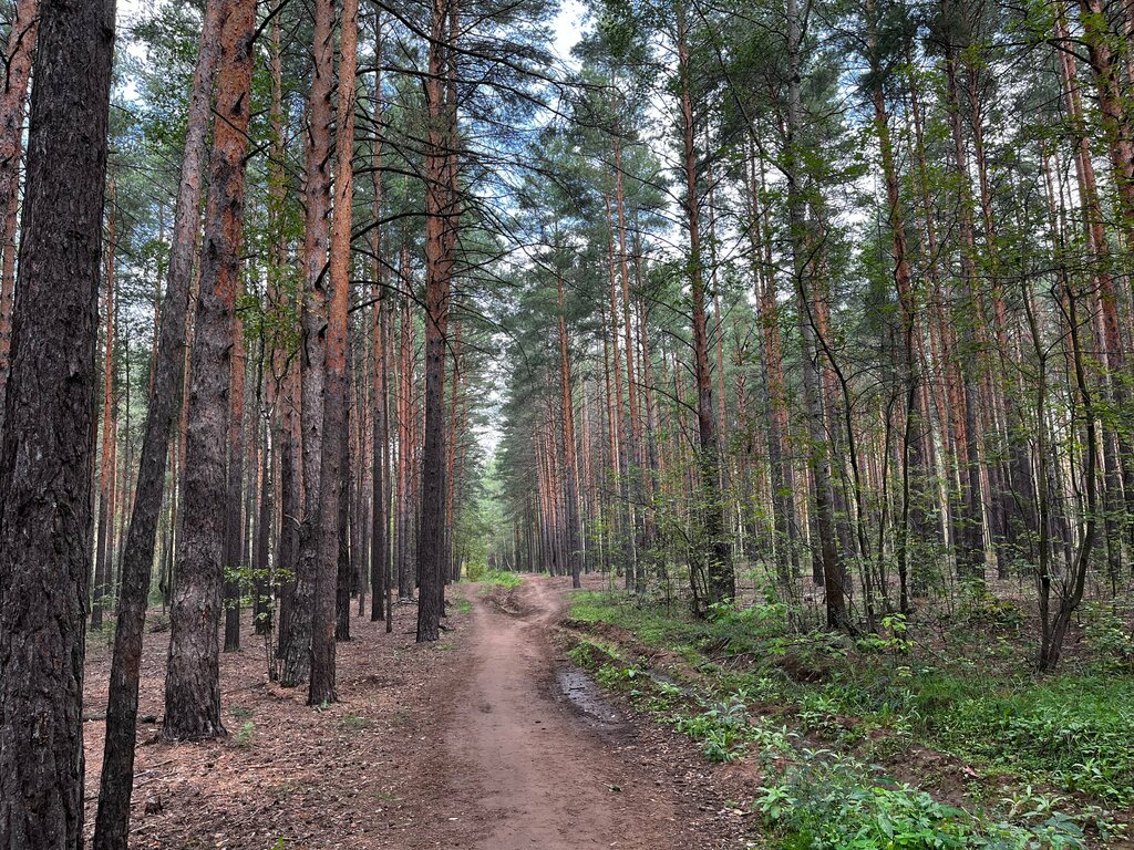 Orman Шильнинский лес, Tataristan, foto