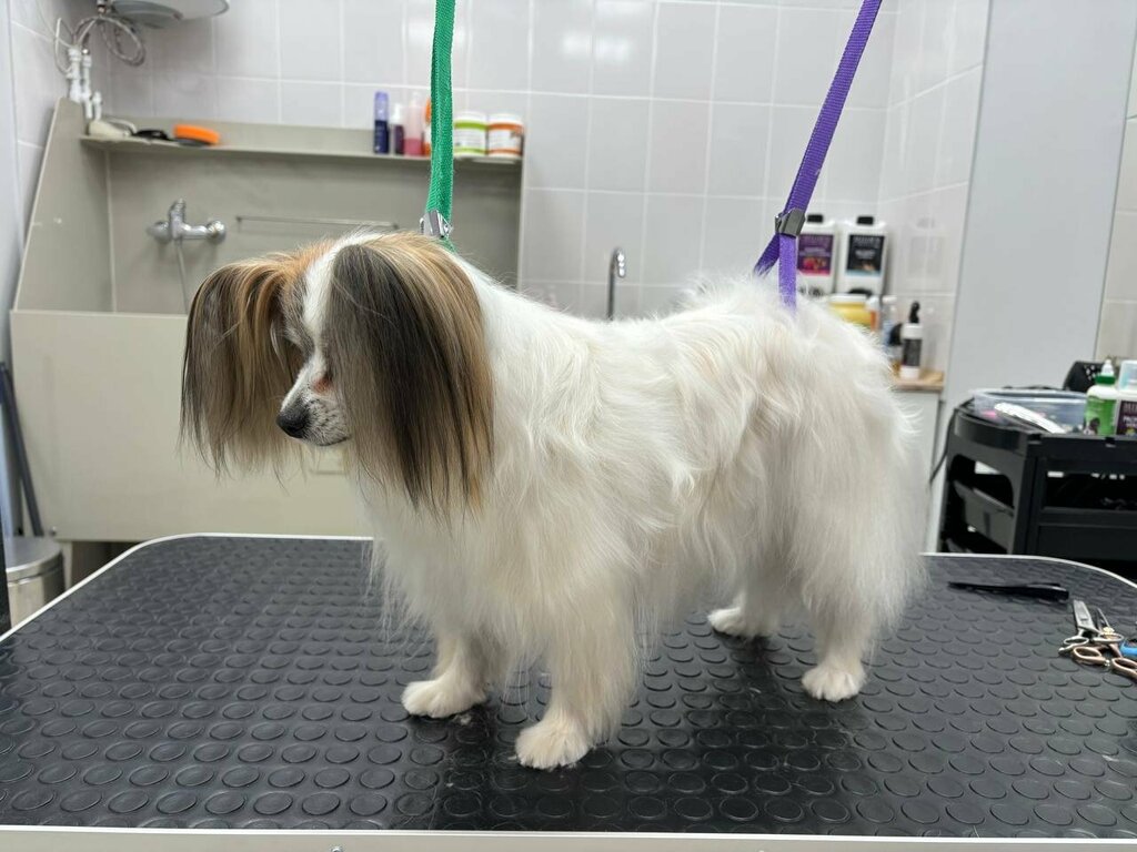 Evcil hayvan kuaförleri Четыре Лапы Груминг, Podolsk, foto