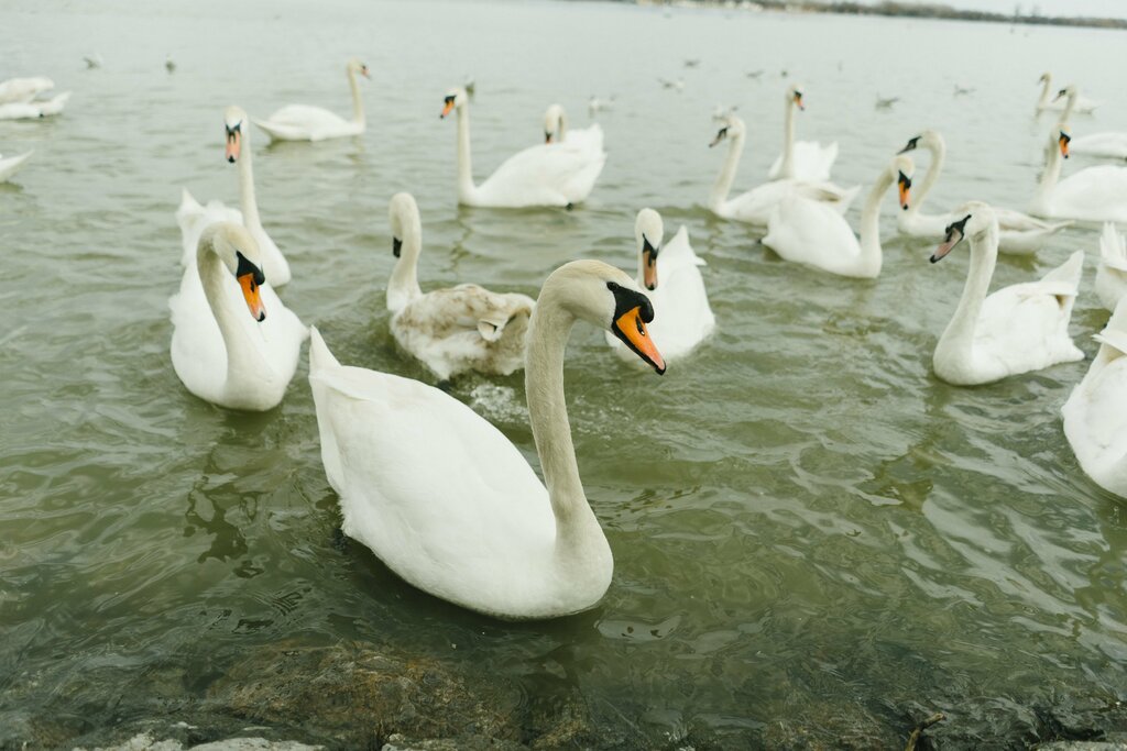 Kültür ve eğlence parkları Gradski park, Belgrad, foto