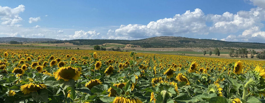 Yem ve yem katkı maddeleri Tırpan Tarım, Merzifon, foto