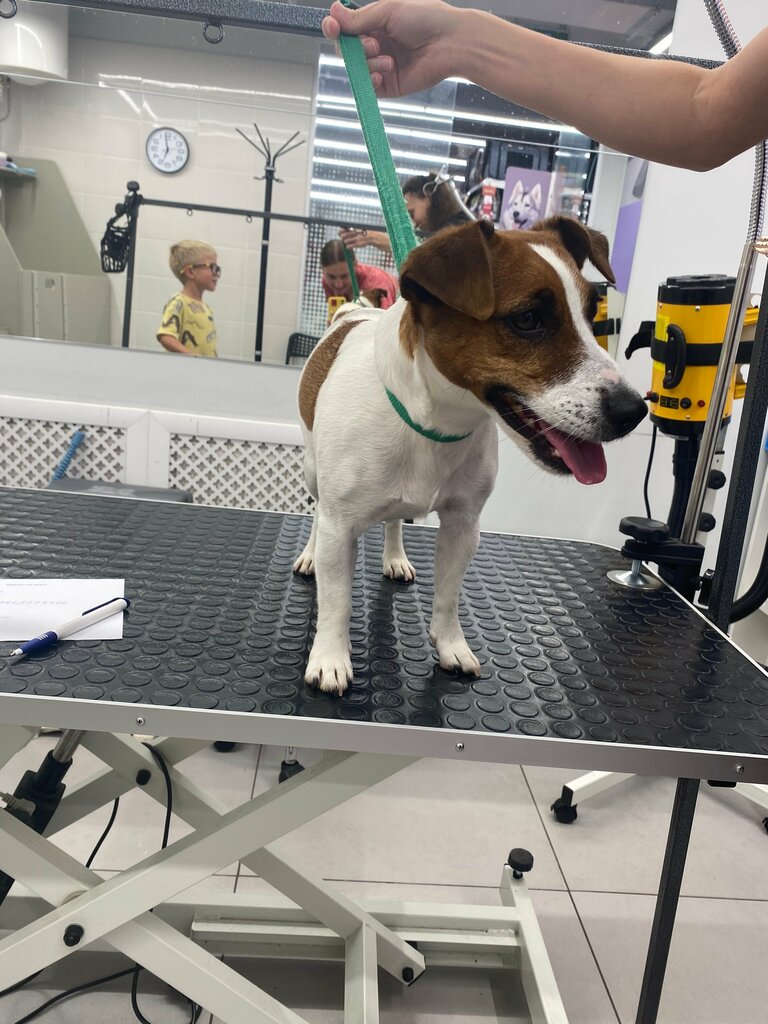 Evcil hayvan kuaförleri Четыре Лапы Груминг, Moskova, foto