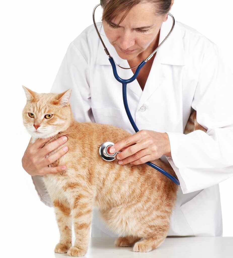 Veteriner klinikleri Veterinary ambulance, Moskova, foto