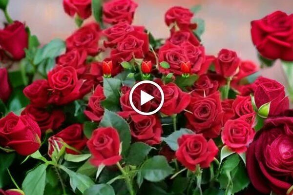 Şehiriçi yolcu taşımacılığı Elize VIP Transfer, Antalya, foto