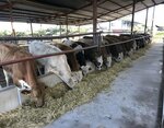 Kuzenler Çiftliği (İzmir, Kemalpaşa, Yukarıkızılca Merkez Mah.), hayvancılık  Kemalpaşa'dan