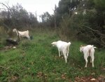 Yağcıoğlu Çiftlik (Esenkent Mah., Sinanlı Çk. Sok., No:14, Maltepe, İstanbul), tarım firmaları  İstanbul'dan