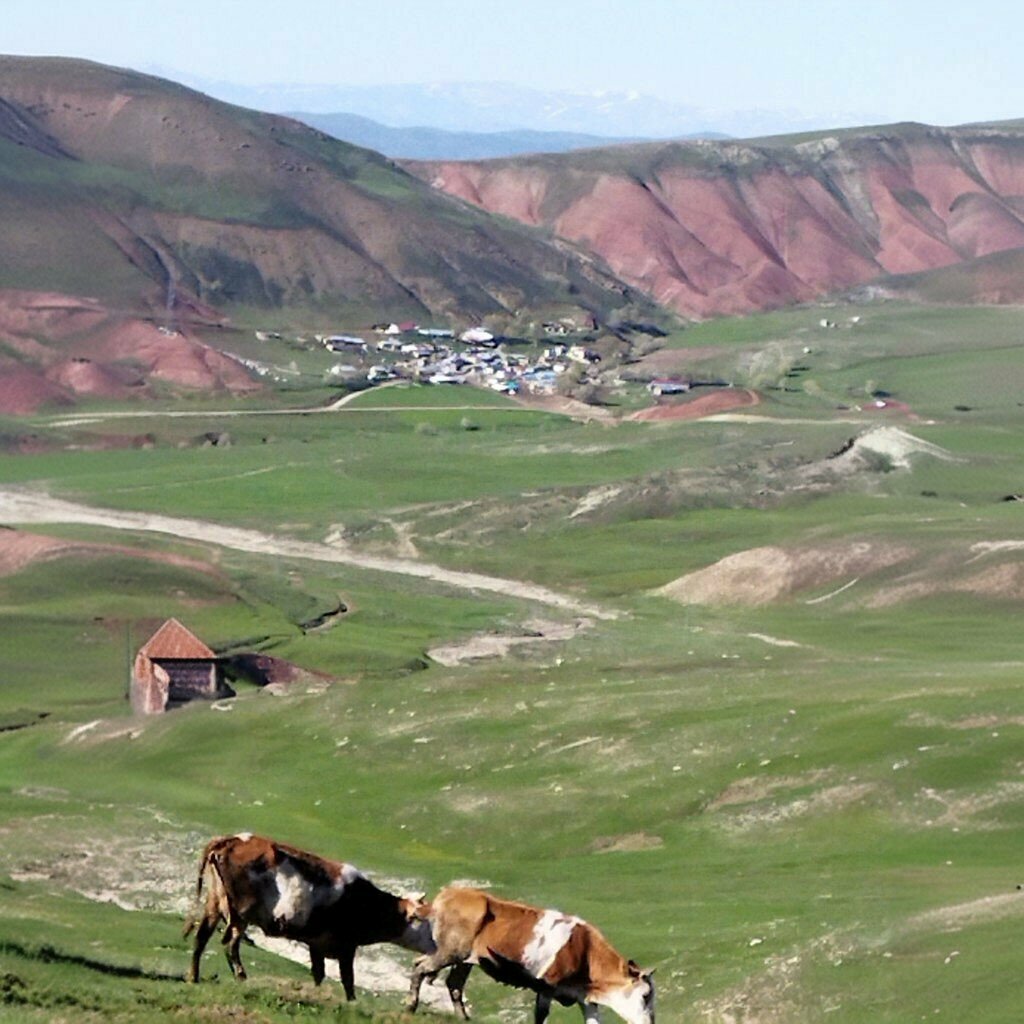 Muhtarlıklar Devekorusu Köy Muhtarlığı, Kelkit, foto