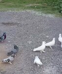 Kırıkkale Belediyesi Garaj Amirliği (Kırıkkale, Kırıkkale Merkez, Yuva Mah.), belediye ve kamu hizmetleri merkezi  Kırıkkale'den