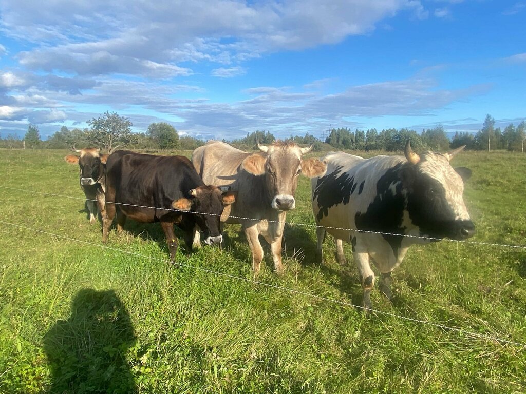 Tarım firmaları Крестьянское-фермерское хозяйство, Novgorodskaya oblastı, foto