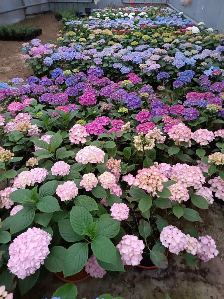 Sera ve bahçe ürünleri Питомник Савельевых, Nijni Novgorod, foto