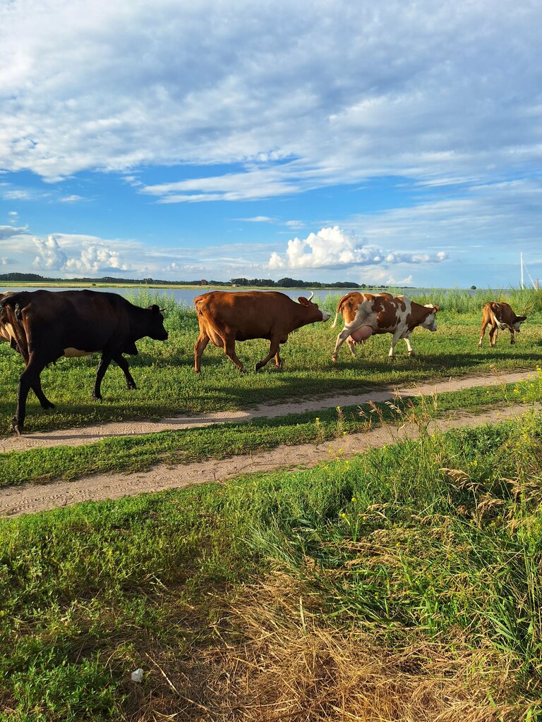 Resort oteller, tesisler Дом отдыха, Altayski krayı, foto