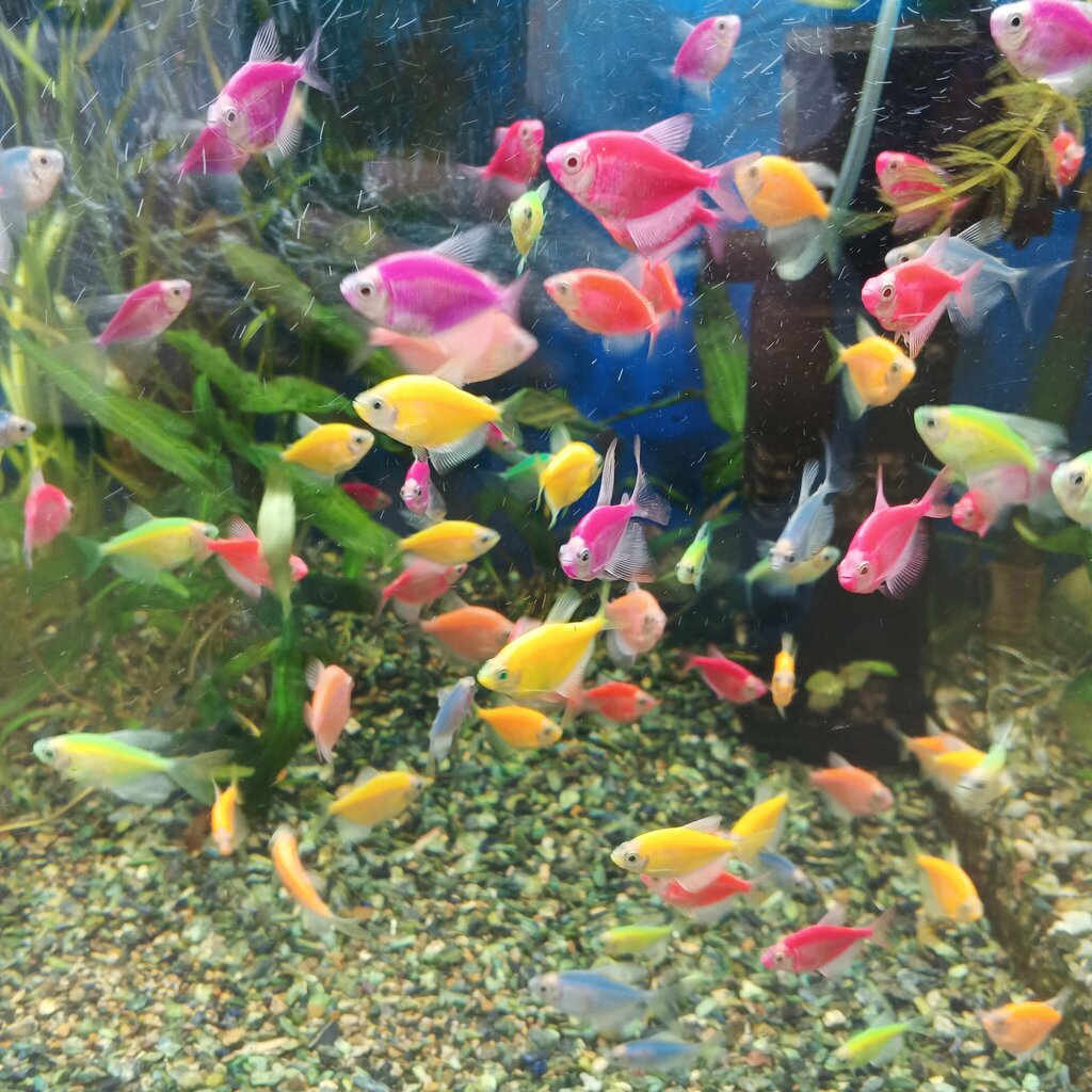 Petshop Веселый карп, Primoriye, foto