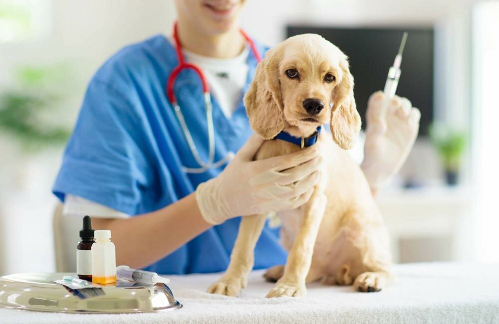 Veteriner klinikleri Pyatnistii ushastik, Moskova, foto