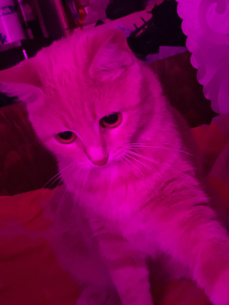 Kozmetik ve parfümeri mağazaları Сундучок, Kerç, foto