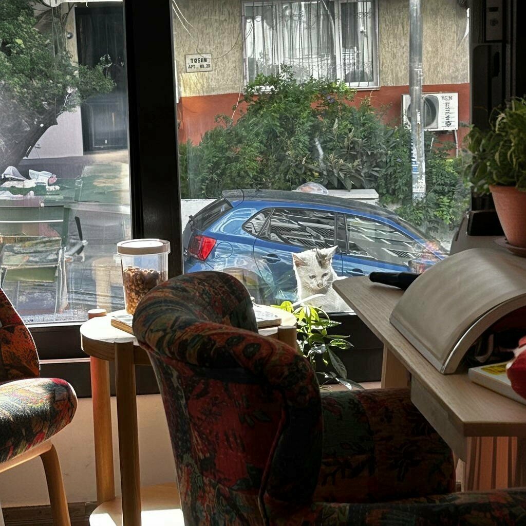 Spor kulüpleri İzmir Boğaları Spor Kulübü Derneği, İzmir, foto
