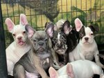 Pawprintz Kennel (Greater Accra Region, GA East Municipal, Papao), evcil hayvan yetiştiricileri  Dünya'dan