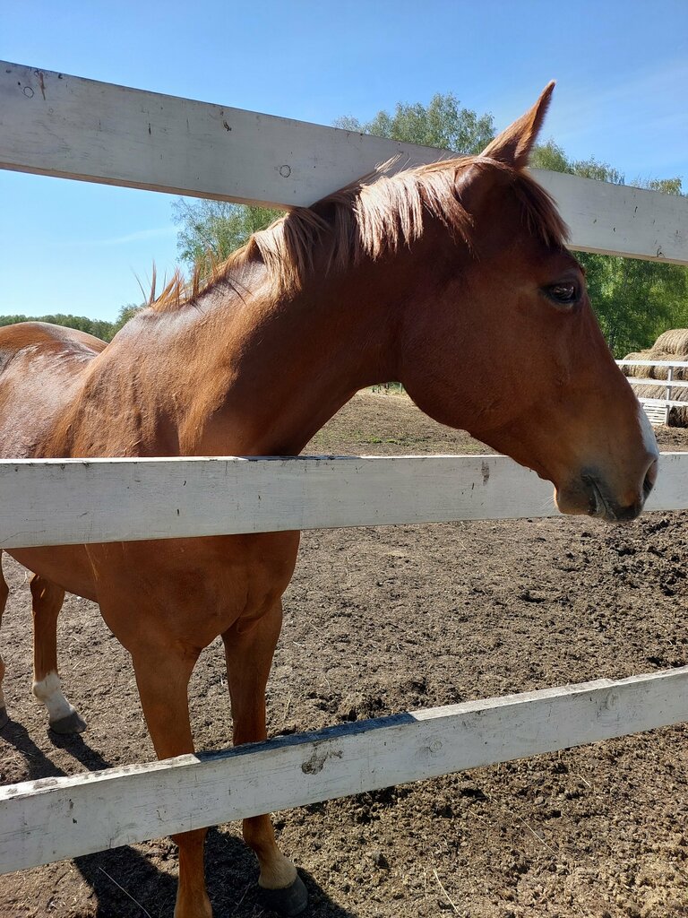 At ve binicilik kulüpleri Конный двор, Novosibirskaya oblastı, foto