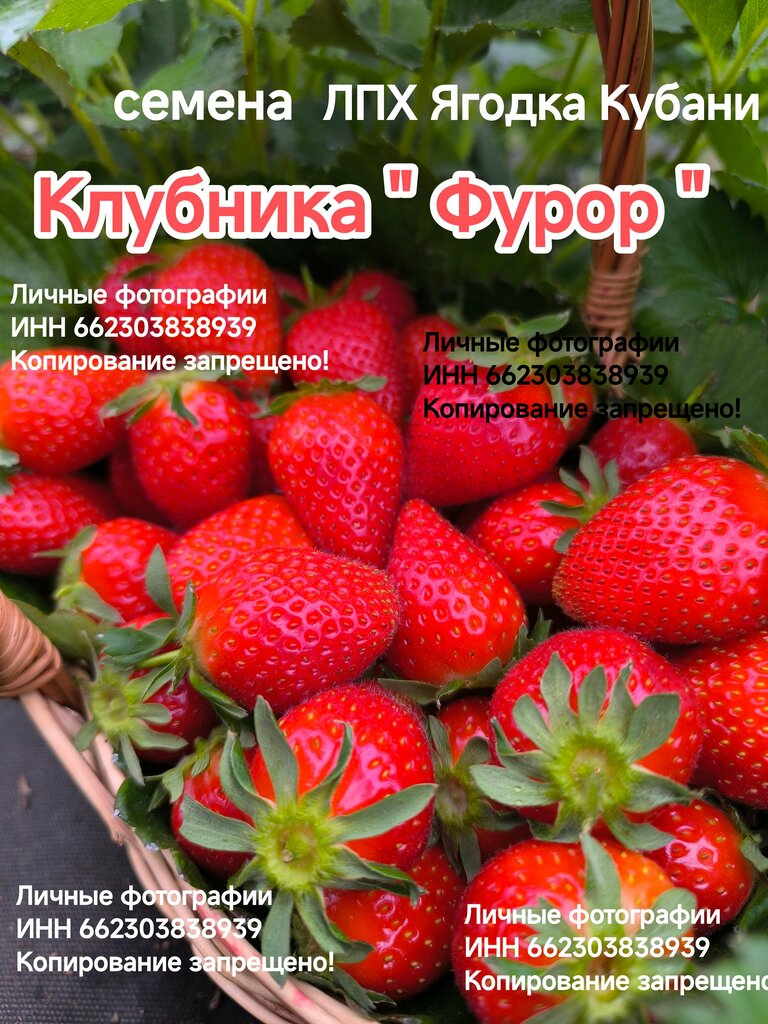 Tohum satan yerler ЛПХ Ягодка Кубани, Krasnodar, foto