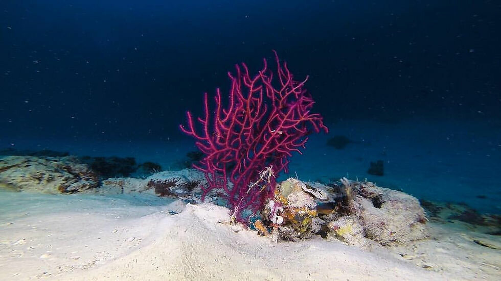 Dalış kulüpleri ve eğitim merkezleri Jeddah Tec Diver, Cidde, foto
