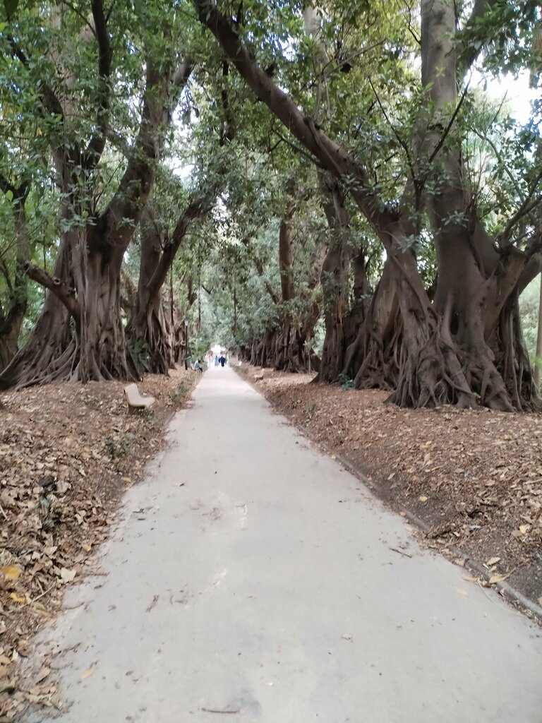 Kültür ve eğlence parkları Botanical garden El-Hamma Jardin d'Essai, Algiers, foto