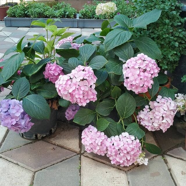 Sera ve bahçe ürünleri Aksel Bahçe ve Tarım Ürünleri Pazarlama, Ankara, foto