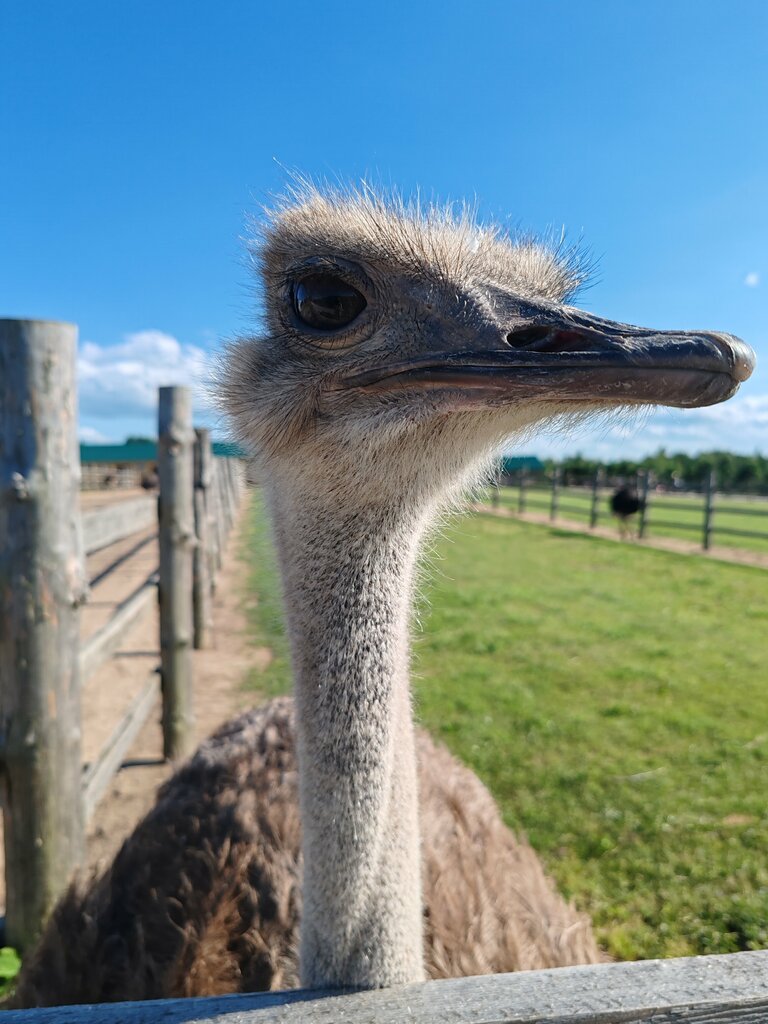 Kafe Ладья, Karaçay‑Çerkez Cumhuriyeti, foto