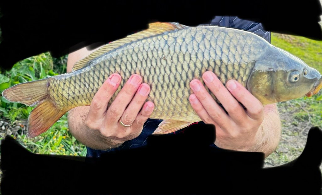 Tatil köyleri Зиловский пруд, Belgorodskaya oblastı, foto