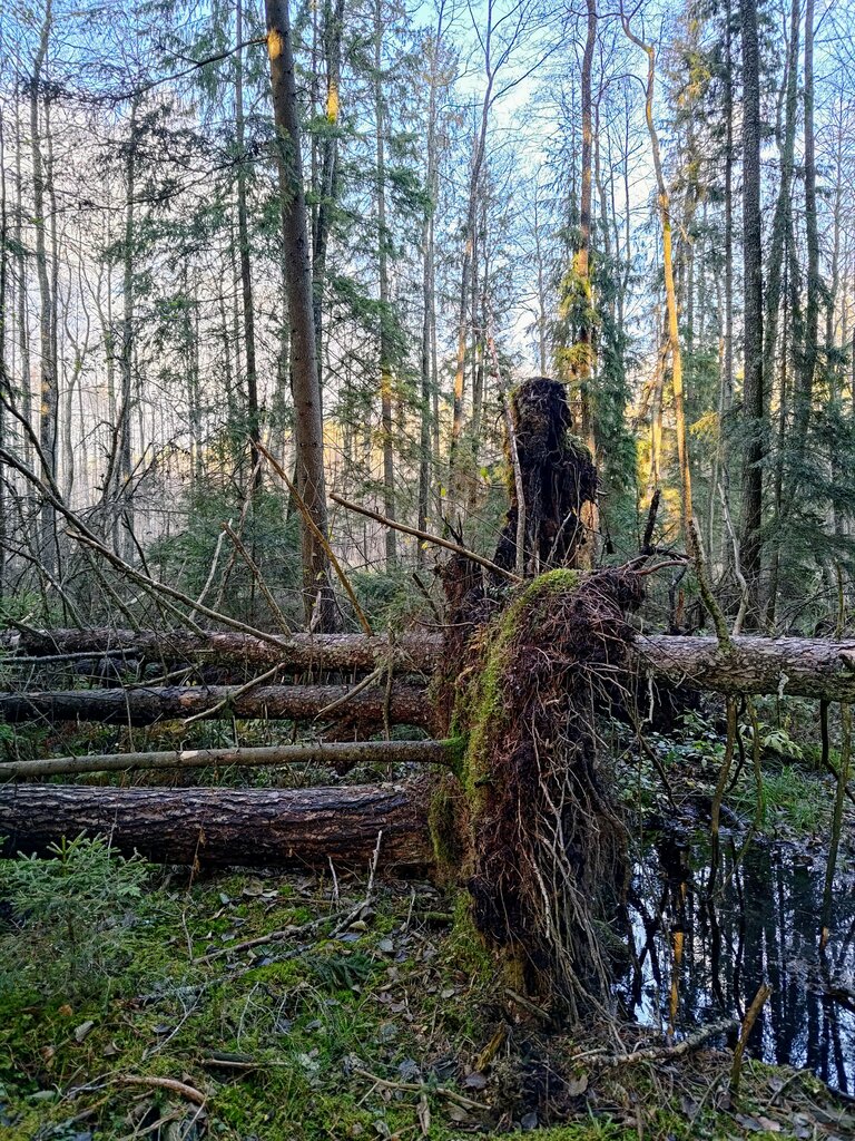 Doğa koruma alanı Республиканский ландшафтный заказник Стронга, Brestskaya oblastı, foto