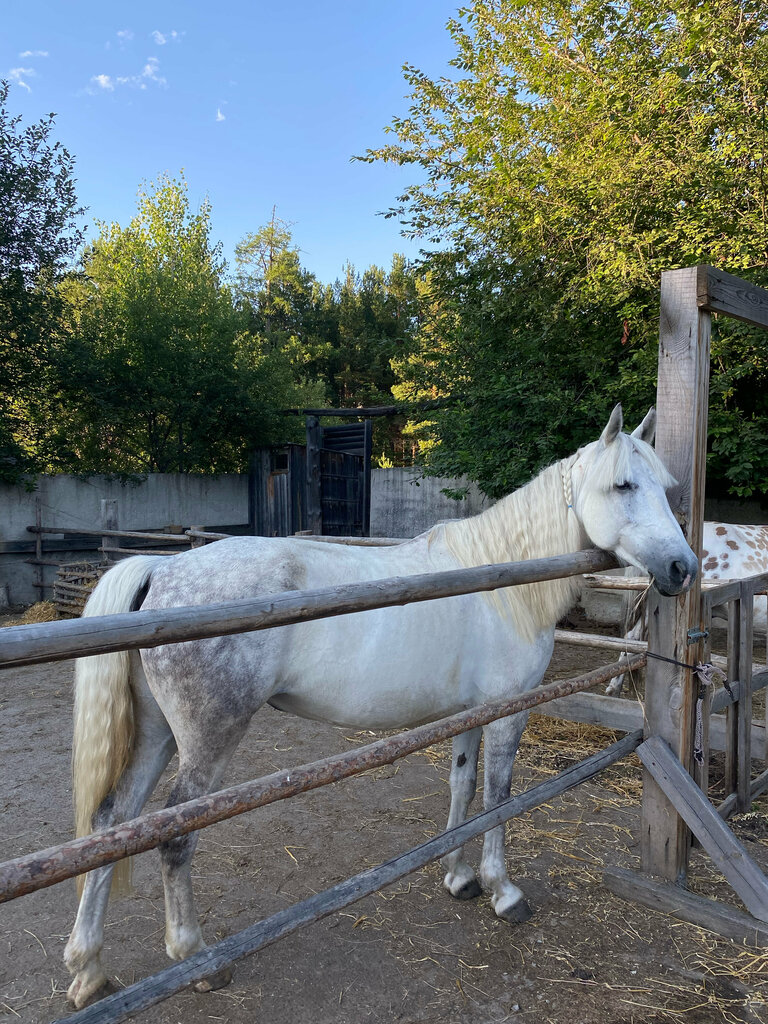 At ve binicilik kulüpleri Сварог, Sayansk, foto