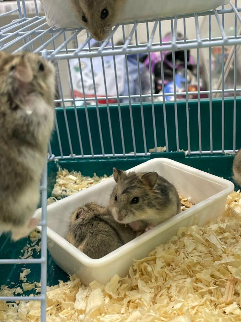 Petshop ВетПрофи, Rostov‑na‑Donu, foto