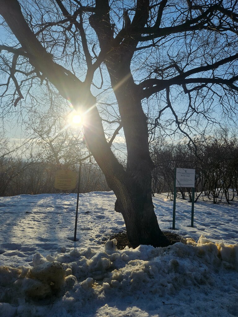 Doğa Protected Natural Object Elm on Lenin Street, Lipetsk, foto