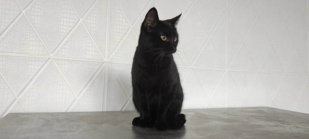 Petshop Кот Бегемот, Kırım Cumhuriyeti, foto