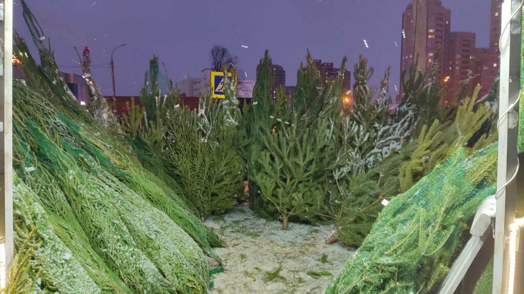 Çam ağacı pazarı Ay da yolki, Himki, foto