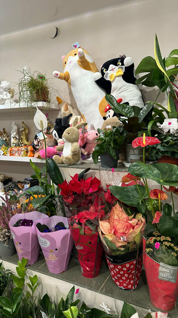 Çiçekçiler Тюльпан, Skidel, foto