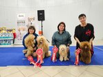 Solnechnyi lev (Kalganovskaya Street No:60Б, Perm), evcil hayvan yetiştiricileri  Perm'den