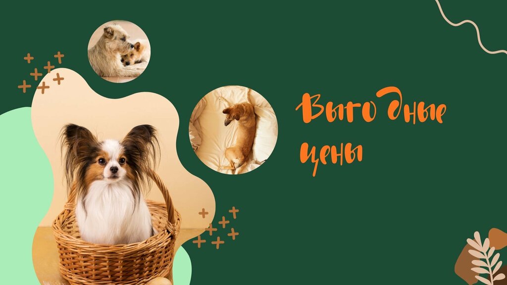 Petshop Кот & Пес, Svobodniy, foto