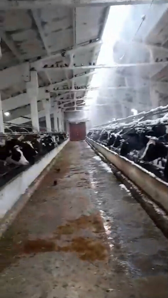 Kanatlı hayvan ürünleri ve yumurta UPKh Petrovsky, Lipetskaya oblastı, foto