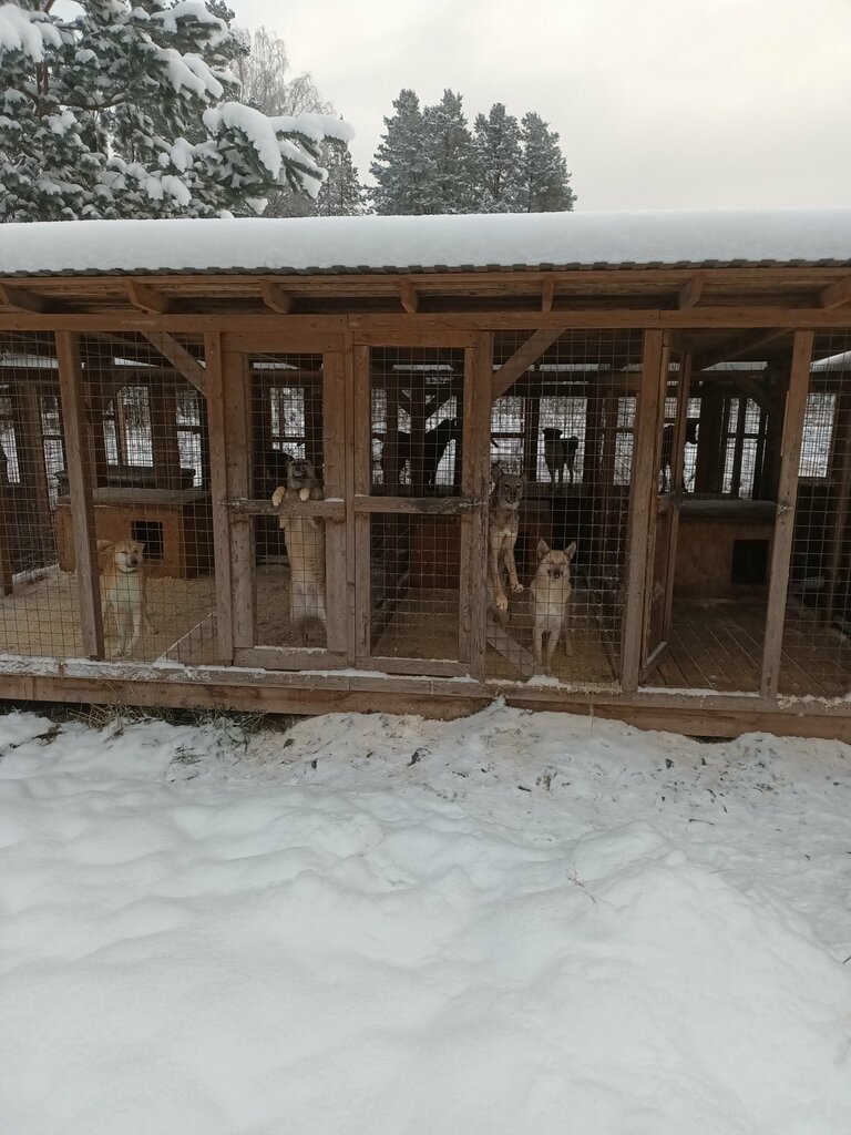 Hayvan barınakları, kulüpleri ve otelleri Преданные сердца, Karelya, foto